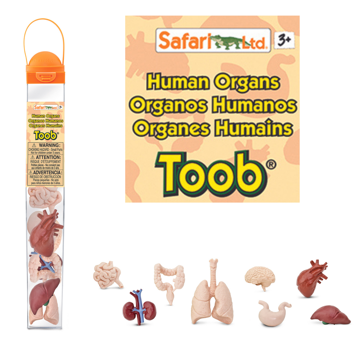 Human Organs Toob | Model Human Organs | Educational Toys