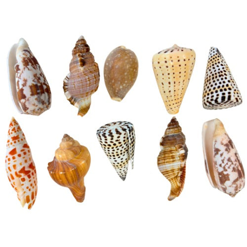 Natural Exotic Shells - Pack of 10 — Educational Toys