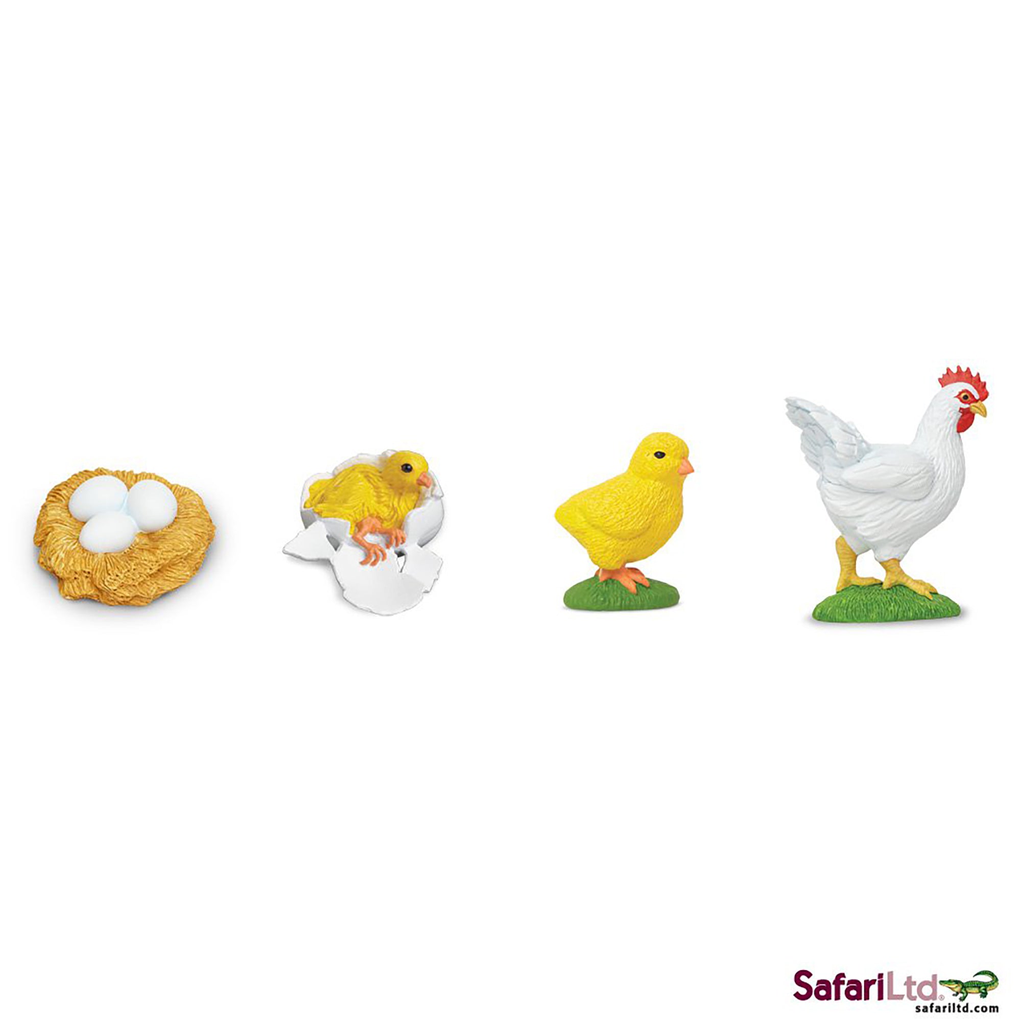 Safari Life Cycle of a Chicken | Educational Toys